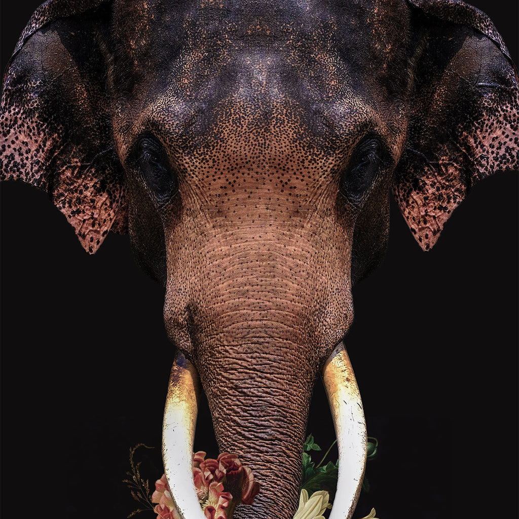 Asian Elephant - Poster - Artistic Lab