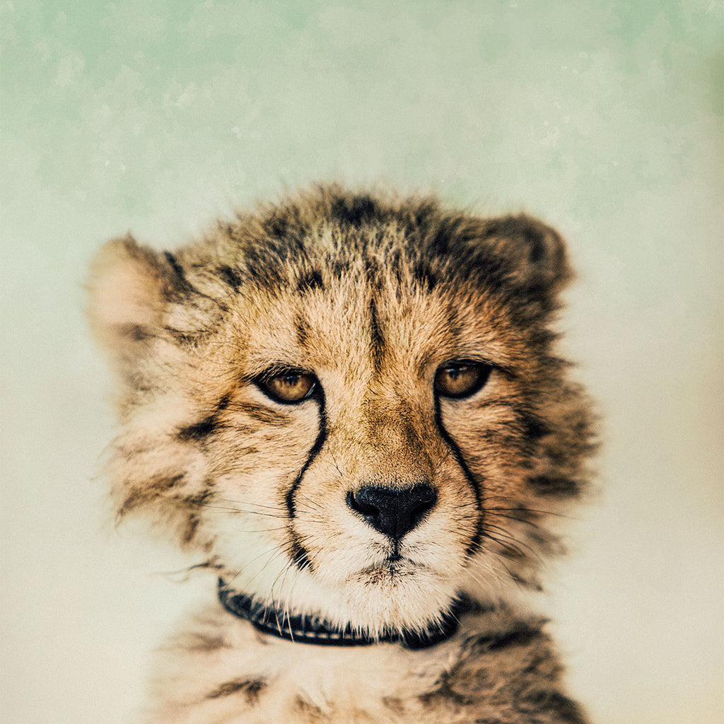 Baby Cheetah - Poster - Artistic Lab