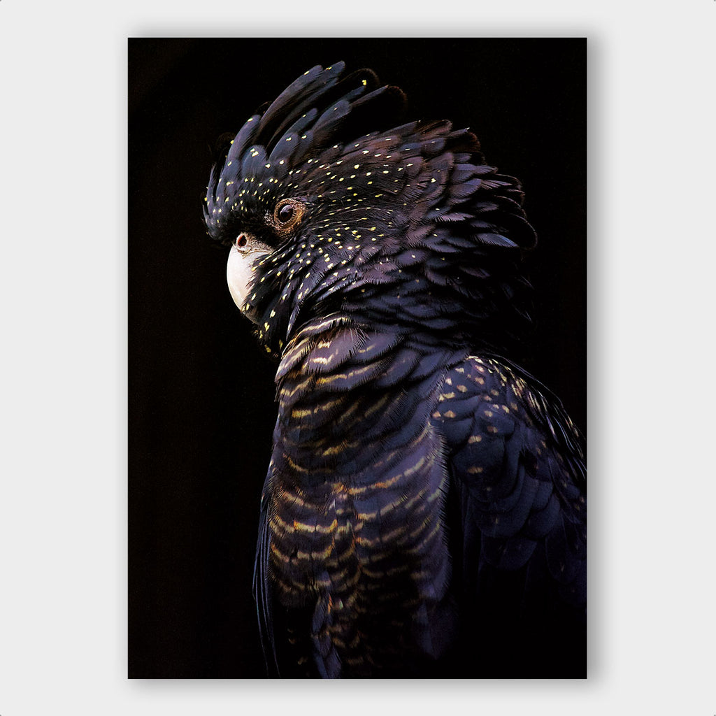 Cockatoo - Poster - Artistic Lab