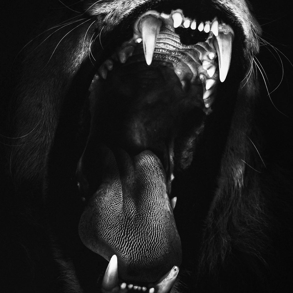 Dark Roar - Poster - Artistic Lab