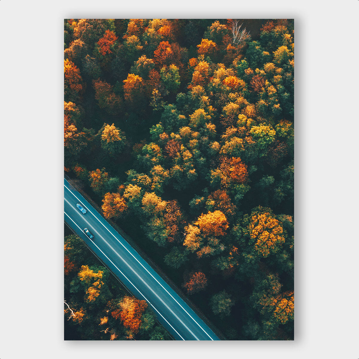 Forest Road - Poster - Artistic Lab