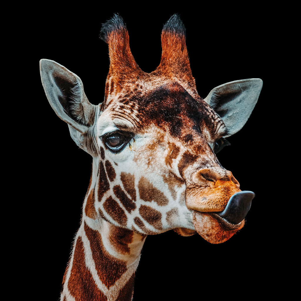Giraffe - Poster - Artistic Lab