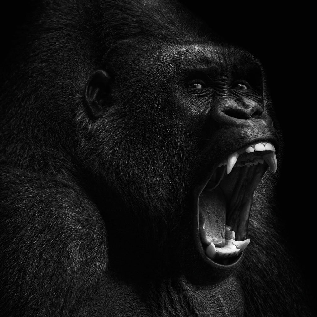 Gorilla Roar - Poster - Artistic Lab