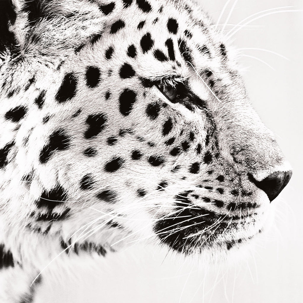Light Leopard ² - Poster - Artistic Lab