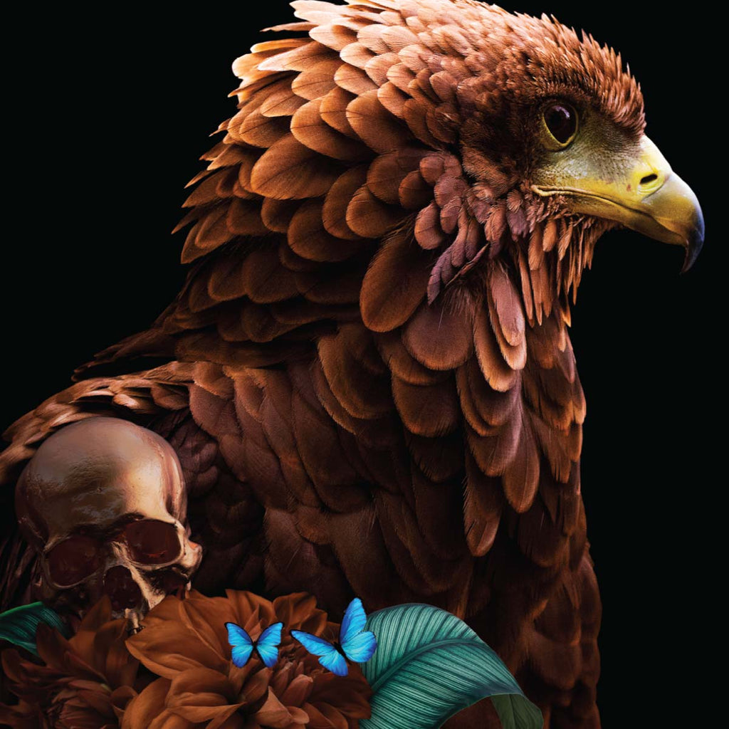 Roman Hawk - Poster - Artistic Lab