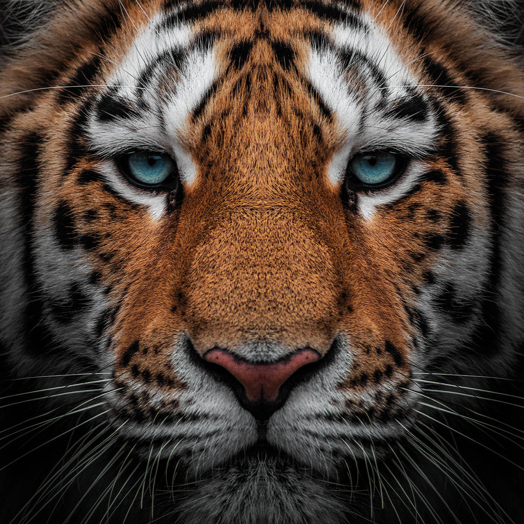 Tiger Close-up - Poster - Artistic Lab
